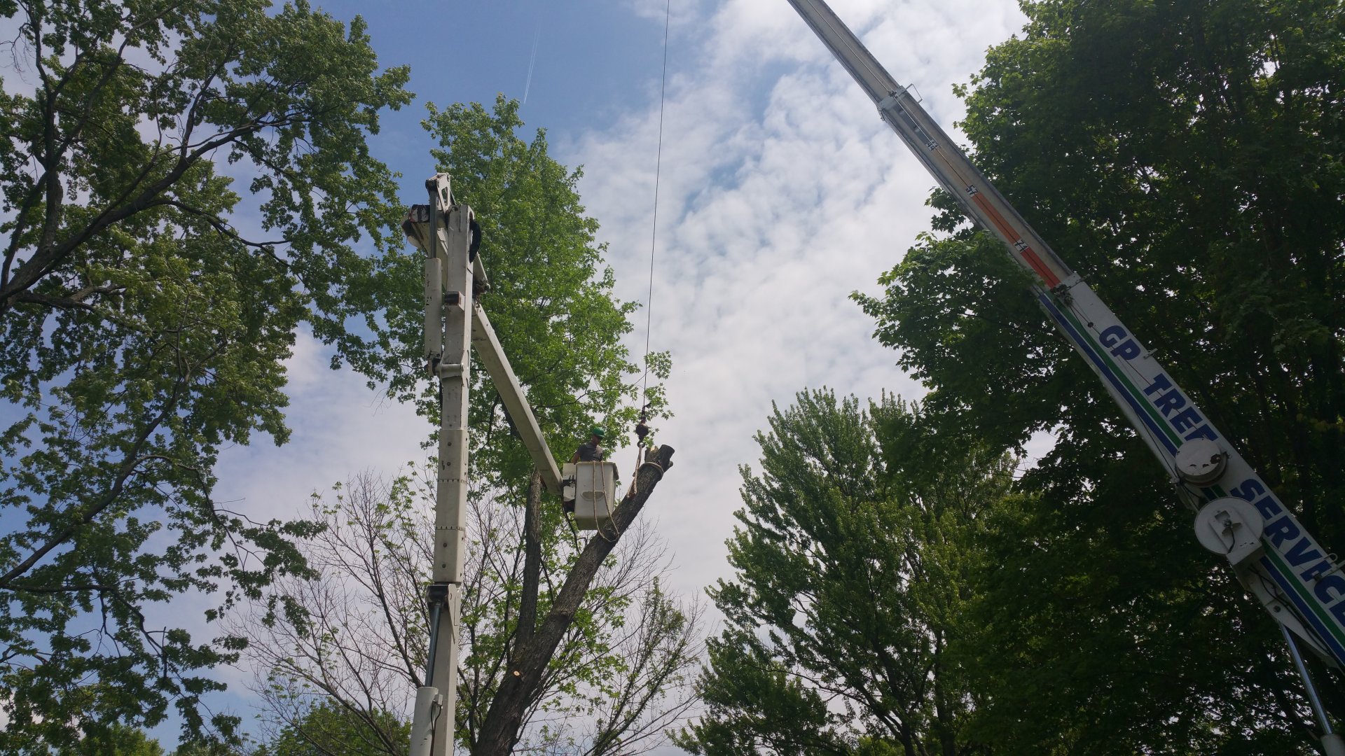 GP Tree Service Photo Gallery for Akron Ohio